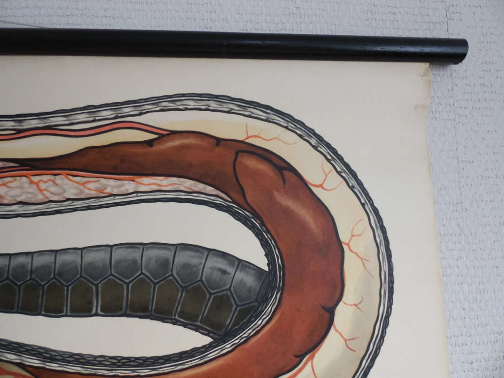 School Chart Snake Vintage Anatomical Snake Pull Down Chart / Grass Sn ...