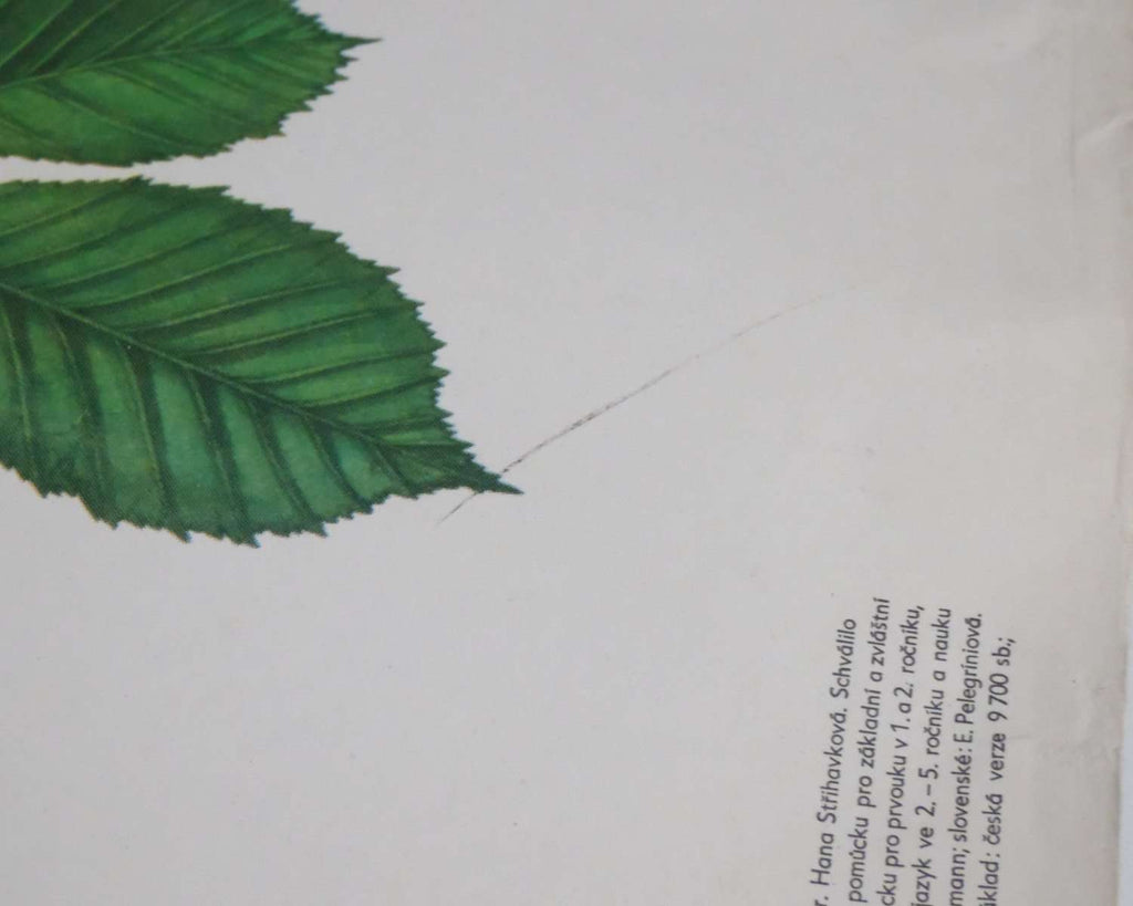 School Chart chestnut tree. Vintage Chestnut Pull Down Chart. Botanica ...
